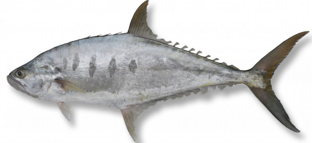 Kenali 3 Spesies Utama Talang Perairan Kita - Umpan