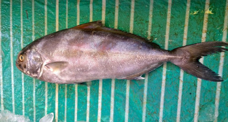 Kenali 3 Spesies Ikan Aji-Aji Malaysia - Umpan