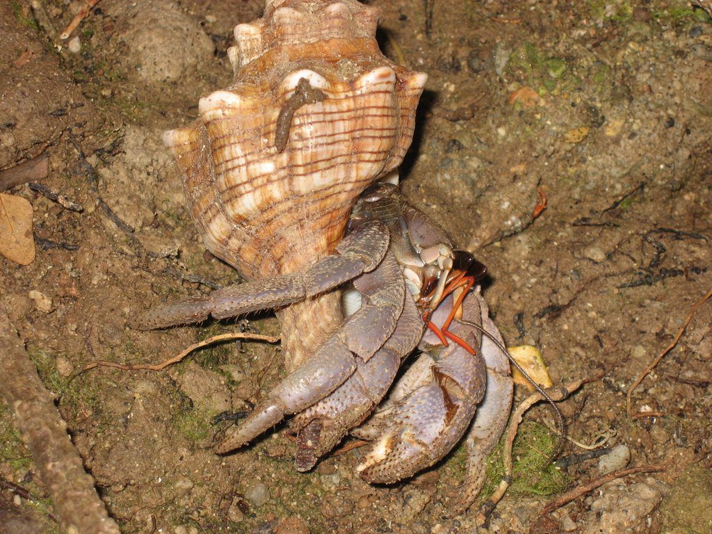 Kenali Umang-Umang - Umpan