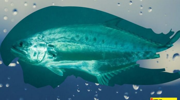 3 Spesies Tenggiri Popular Tanah Air © - Umpan