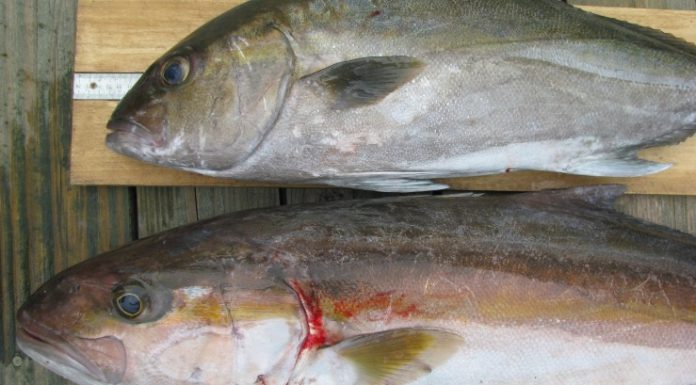 Mengenal Identiti Kumpulan Ikan Gerut-Gerut