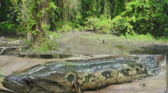 Sifat & Tabiat Ikan Bujuk Yang Ramai Tak Tahu!!