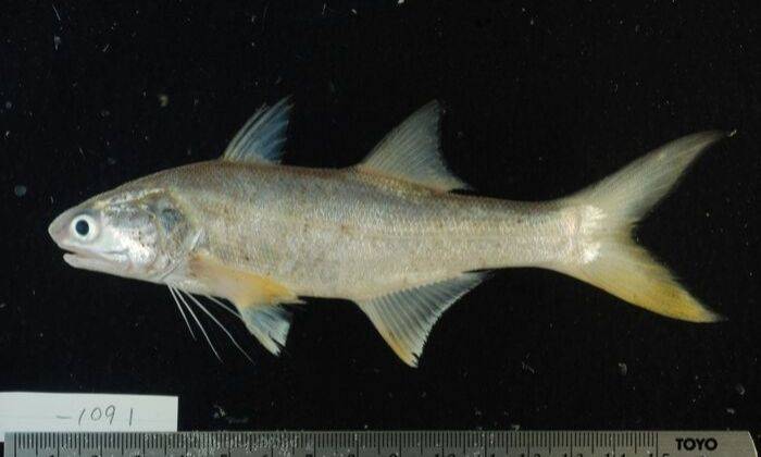 Ketahui Profil Ikan Senangin - Umpan