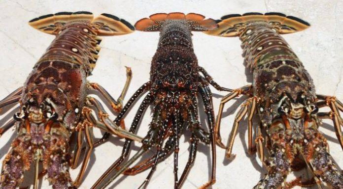 Kenali 4 Jenis Ikan Tongsan Popular - Umpan