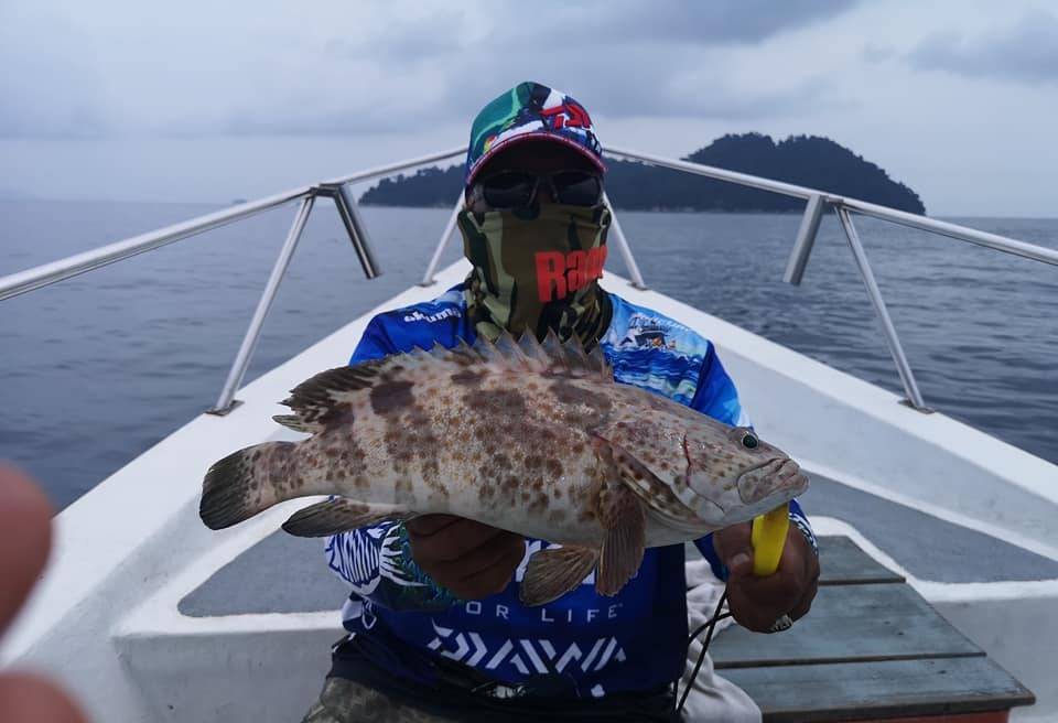 Mengenal Ikan Kerapu Bintik - Umpan