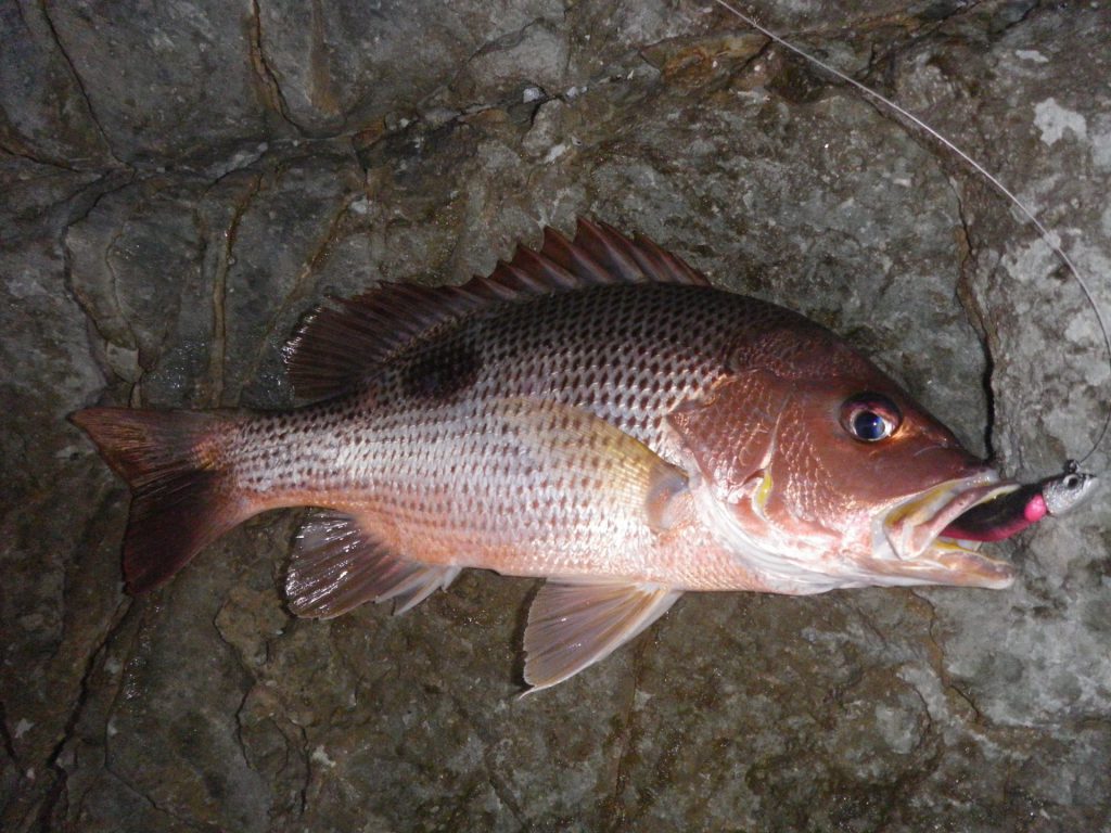 Mengenal Ikan Jenahak - Umpan
