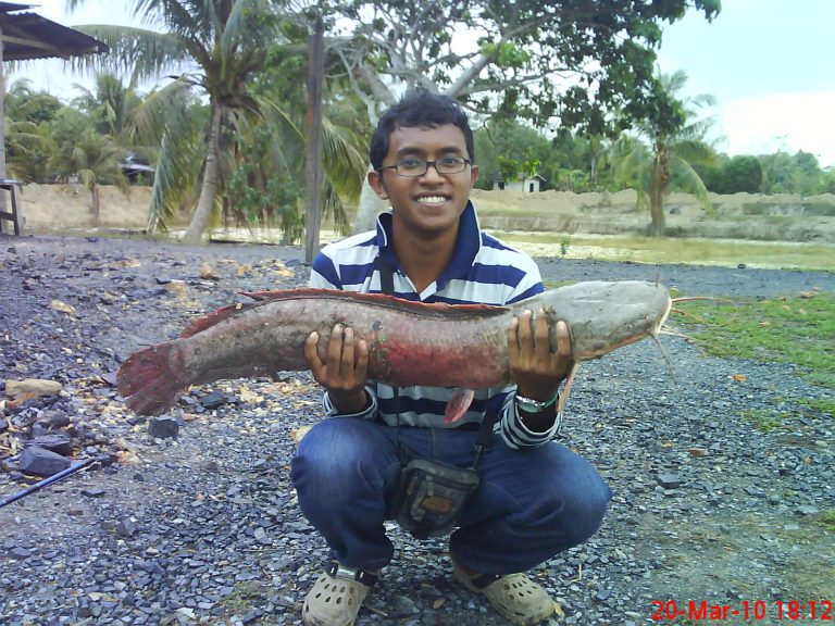 Kenali Lintah Bulan Laut - Umpan `Killer' Sembilang!! - Umpan