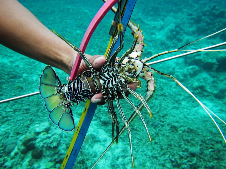 Kenali Famili Lobster (Udang Kara) - Umpan
