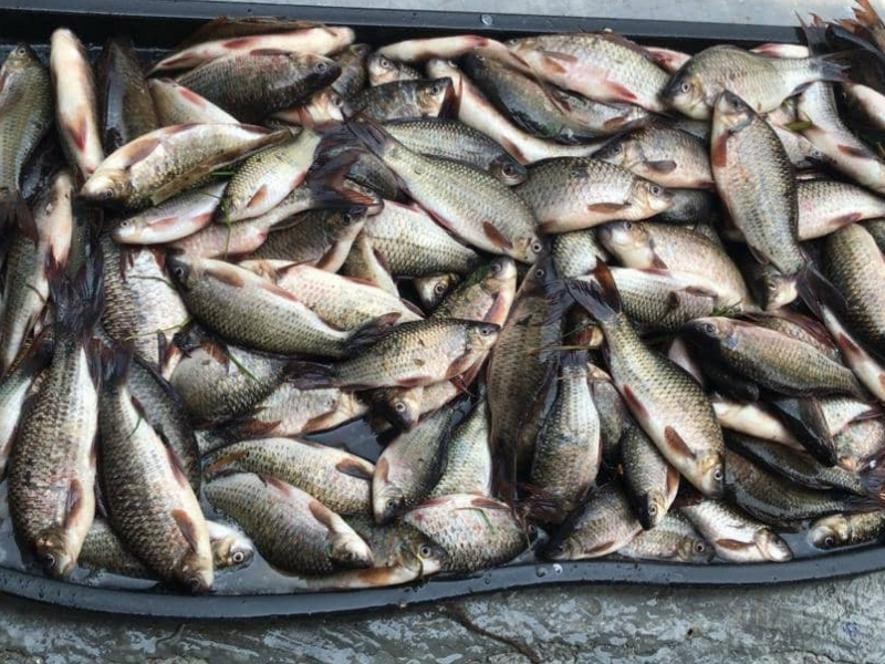 Kenali Ikan Terbol - Umpan