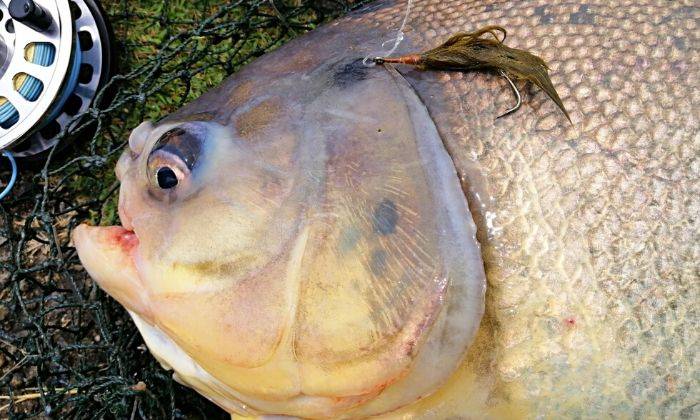 45 Fakta Ikan Pacu Yang Perlu Anda Ketahui (siri 1) - Umpan