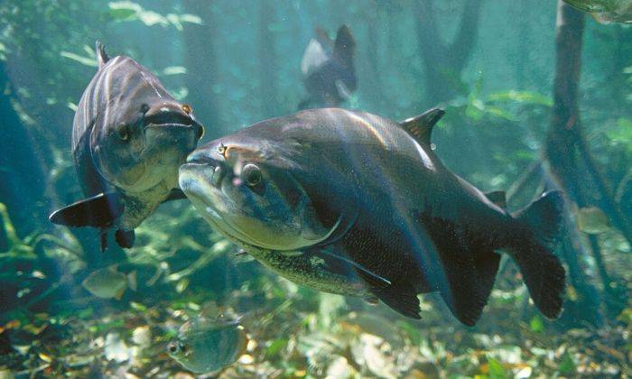 45 Fakta Ikan Pacu Yang Perlu Anda Ketahui (siri 4) - Umpan