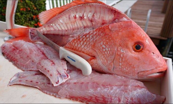 Kenali Ikan Merah Pucat - Umpan