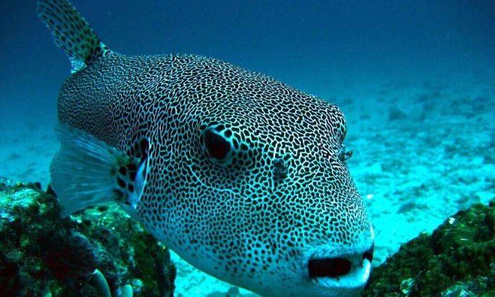 Ketahui Profil Aneh Ikan Buntal - Umpan