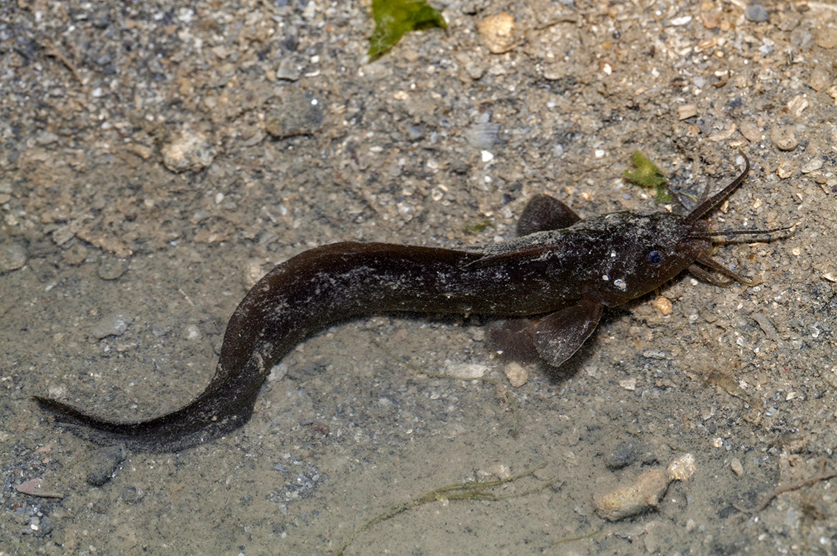 Kenali Ikan Sembilang