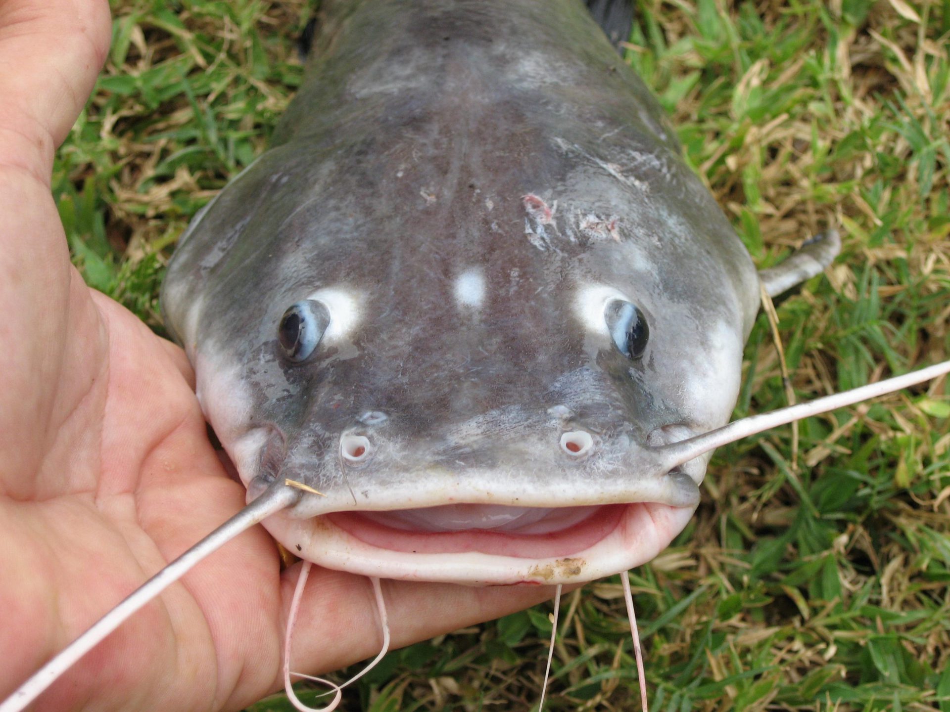 Kenali Ikan Sembilang