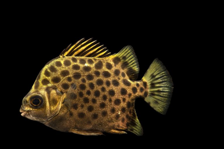 Mengenali Spesies Ikan Duri Paling Putih