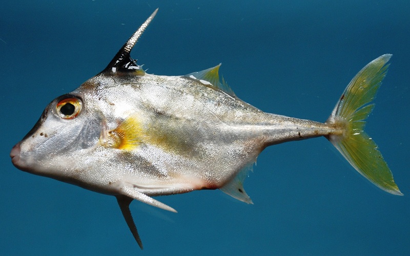 Ikan Air Masin Yang Bisa Menyengat - part 1/2 - Umpan