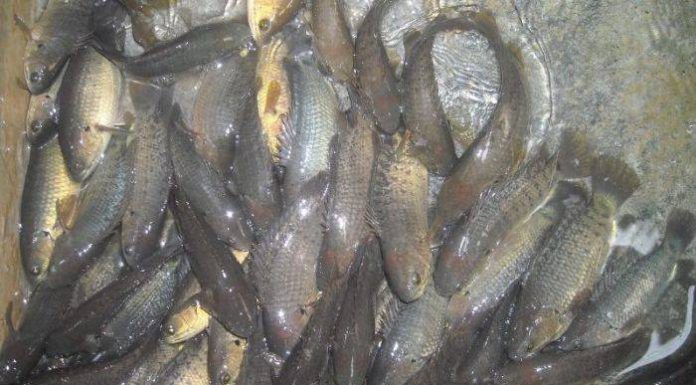 Ramai Yang Tak Tahu Perbezaan Ikan Ketarap Dan Bayan - Umpan