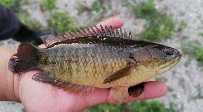 Ramai Yang Tak Tahu Perbezaan Ikan Ketarap Dan Bayan - Umpan