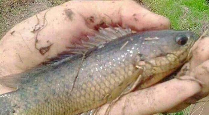 Profil Unik Ikan Puyu!!