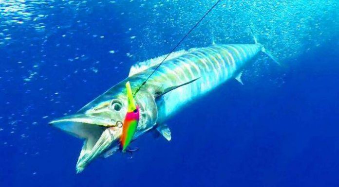 Mengenal Identiti Kumpulan Ikan Gerut-Gerut - Umpan