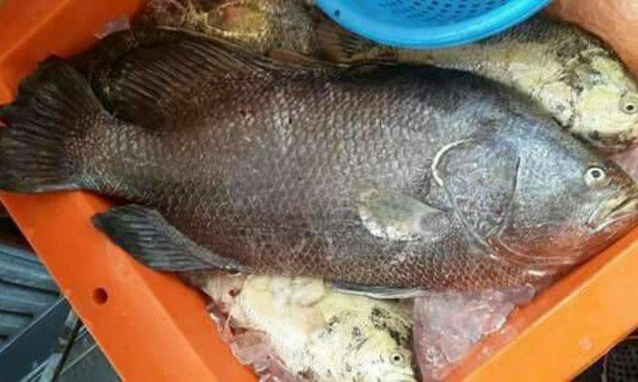 Profil Ringkas & Cara Mudah Memancing Ikan Pecah Periuk - Umpan