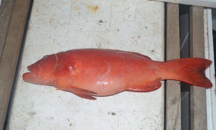 Kenali Kerapu Pisang - Umpan