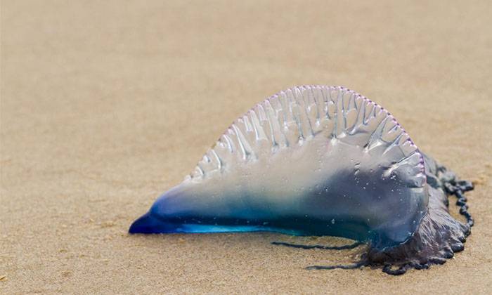 Kenali Obor-Obor Portuguese Man-Of-War - Umpan