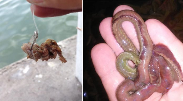 Cara-Cara Menyimpan Ruat-Ruat!!