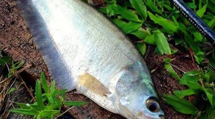 Mengenal Identiti Spesies Ikan Baung Kuning! - Umpan