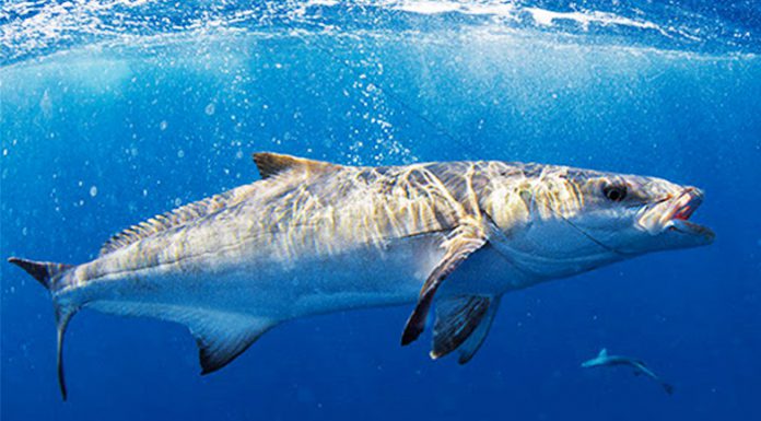 Info Spesies - Kenali Ikan Senangin!! - Umpan