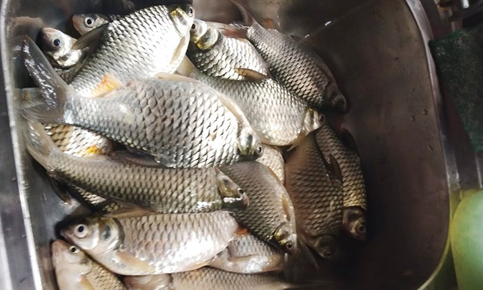 Mengenal Keluarga Ikan Lampam - Umpan