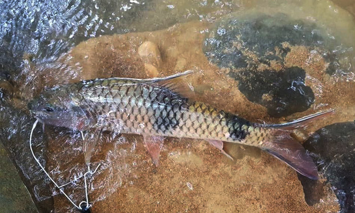 Kenali Spesies Hampala Popular Borneo - Umpan