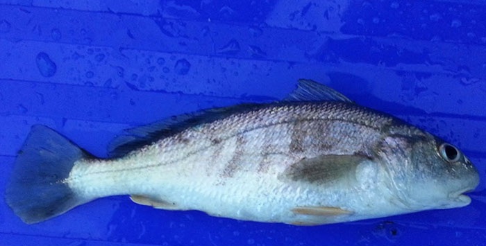 Kenali Keluarga Gelama Tempatan - Umpan