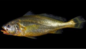 Kenali Keluarga Gelama Tempatan!!