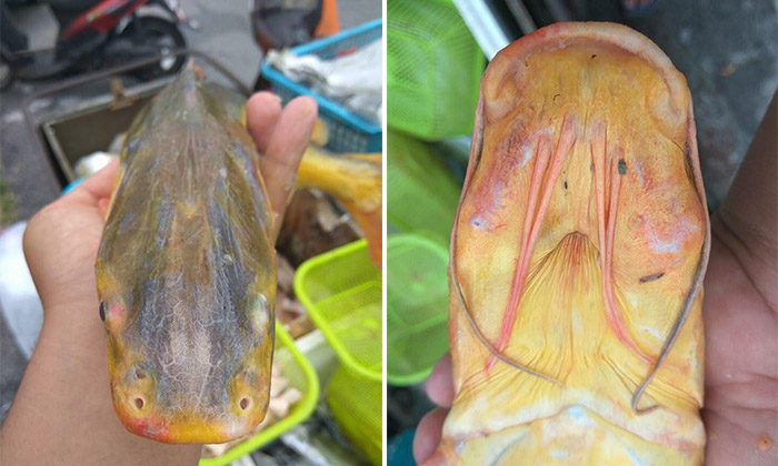 Kenali Ikan Seludu - Umpan