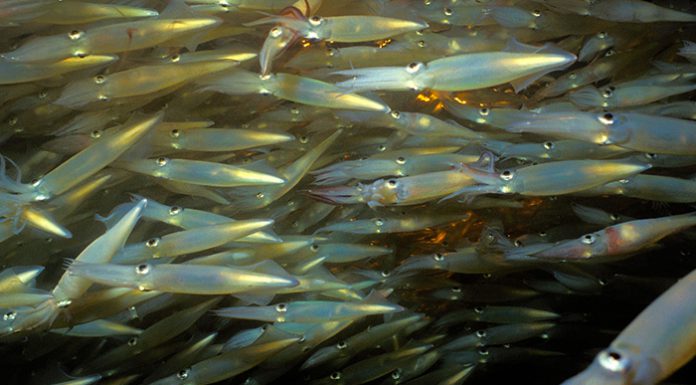 10 Spesies Ikan Yu Yang Menakjubkan!! - Umpan