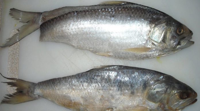 Mengenal Identiti Ikan Gelama Papan!! - Umpan