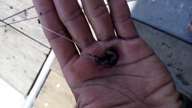 10 Umpan Pilihan Terbaik Mancing Di Laut!!