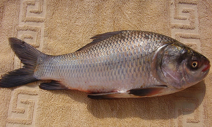 Sejarah Ringkas Ikan Katla aka Karak - Umpan