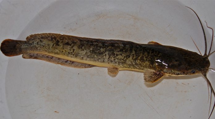 Kenali Ikan Keli Bunga!!