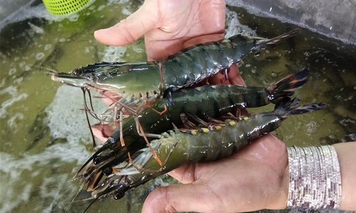 Rahsia Memancing Udang Harimau - Umpan