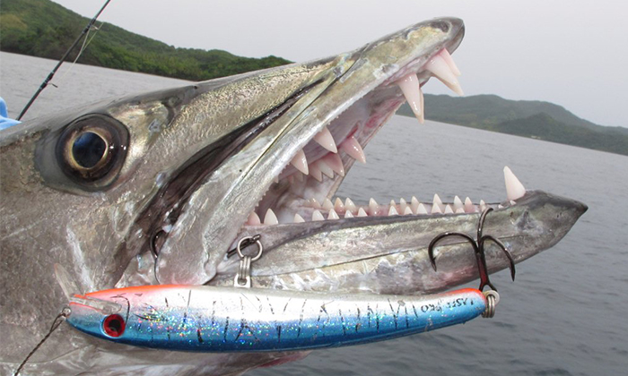 Perambut Dan Umpan Terbaik Pancing Alu-Alu - Umpan