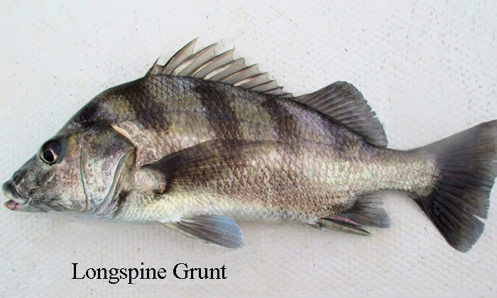 Jenis-Jenis Ikan Dalam Keluarga Gegerut - Umpan