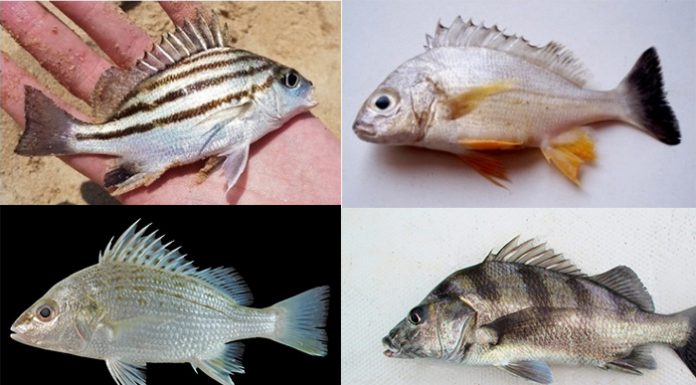 Kenali Keluarga Besar Spesies Gegerut!! - Umpan