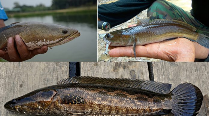 Keluarga Ikan Haruan!!