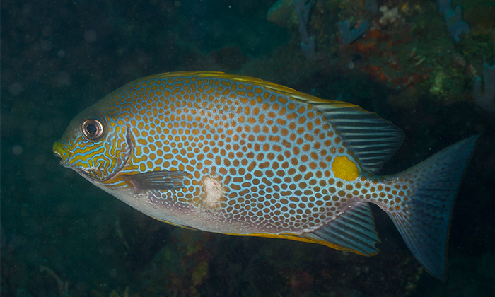 Kenali Ikan Kitang Lada - Umpan