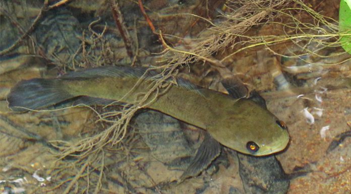 10 Spesies Ikan Yu Yang Menakjubkan!! - Umpan