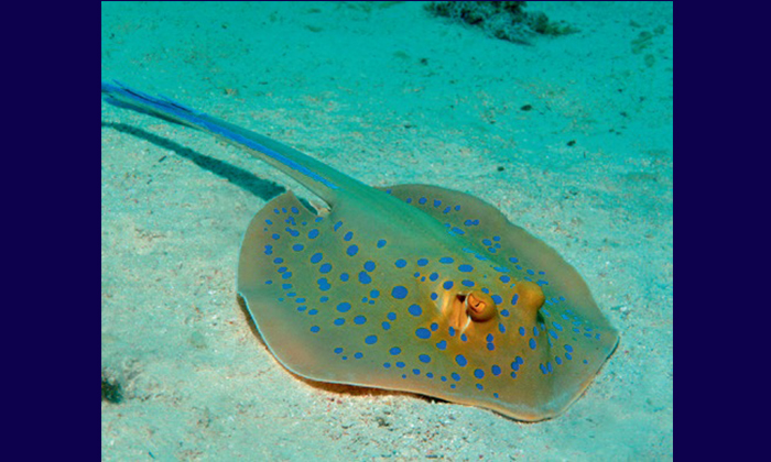 30 Fakta Menakjubkan Ikan Pari - Umpan