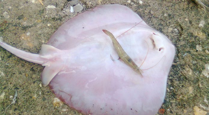 Bagaimana Nak Tahu Ubat Mabuk Laut Paling Power - Umpan